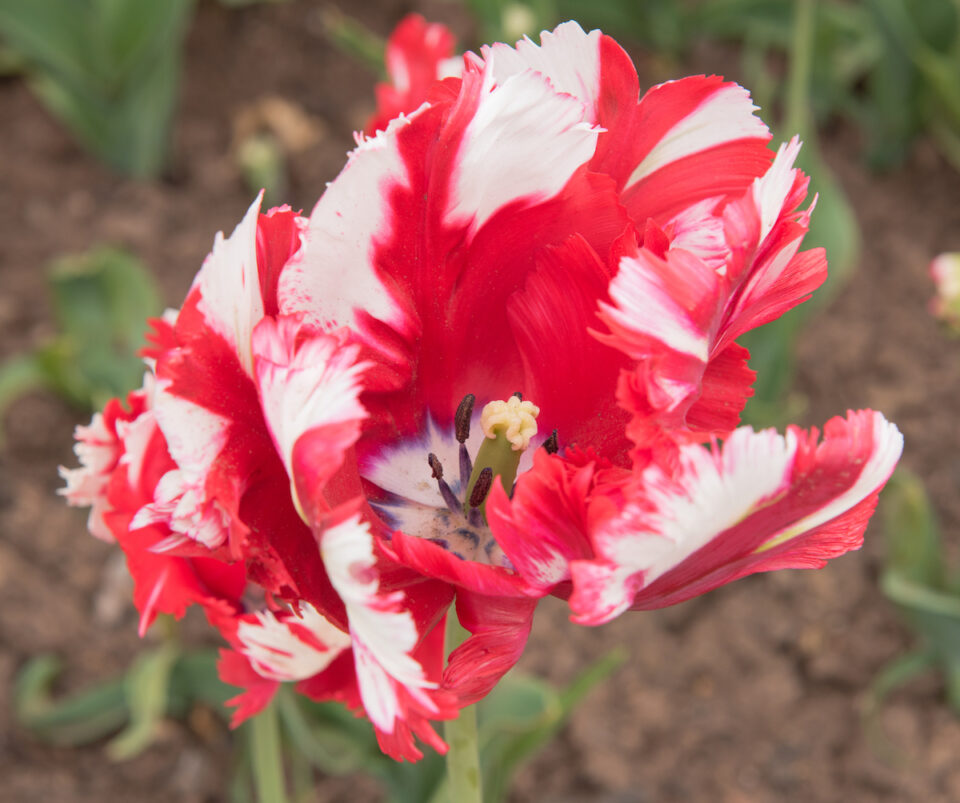 The Estella Rijnveld Tulip - Minneopa Orchards