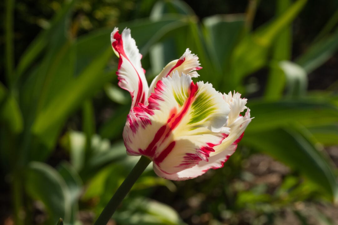 The Estella Rijnveld Tulip - Minneopa Orchards