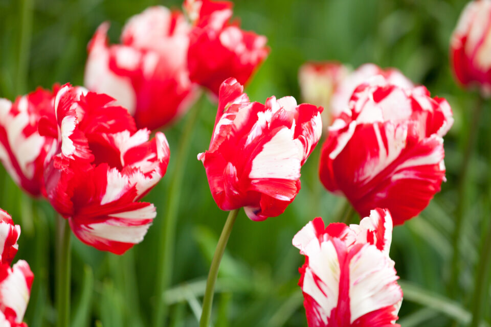The Estella Rijnveld Tulip - Minneopa Orchards