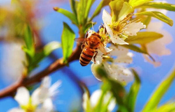 Apple Pollination Chart: A Guide With Simplified Steps for Success ...