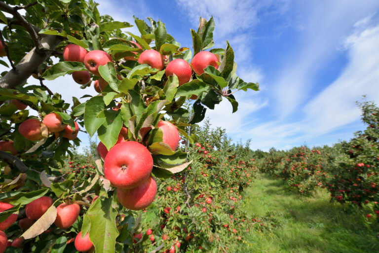 From Seed to Fruit: A Comprehensive Guide to Apple Tree Growing Stages ...