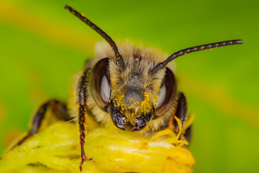 Bee Anatomy 101 - Minneopa Orchards
