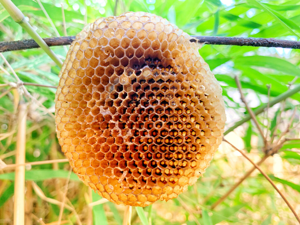 How Do Bees Make Wax - Minneopa Orchards