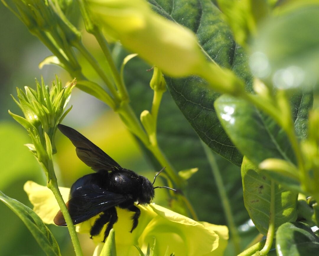 All About Black Bees - Minneopa Orchards