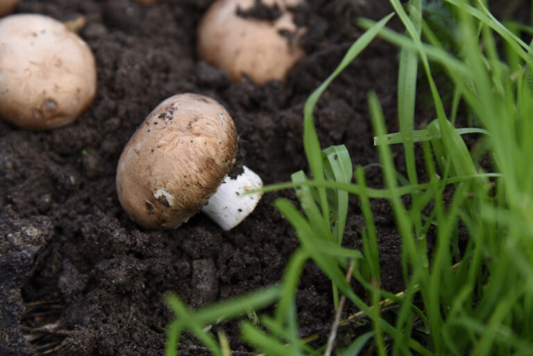 All About the Cremini Mushroom - Minneopa Orchards