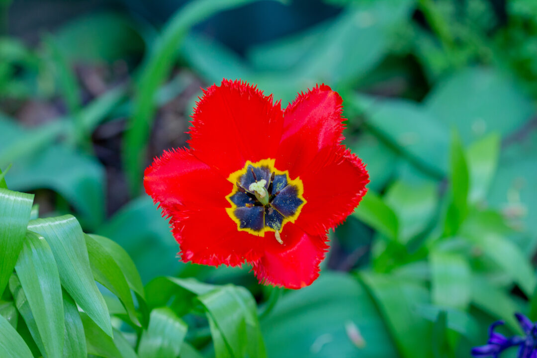 The Cummins Tulip - Minneopa Orchards
