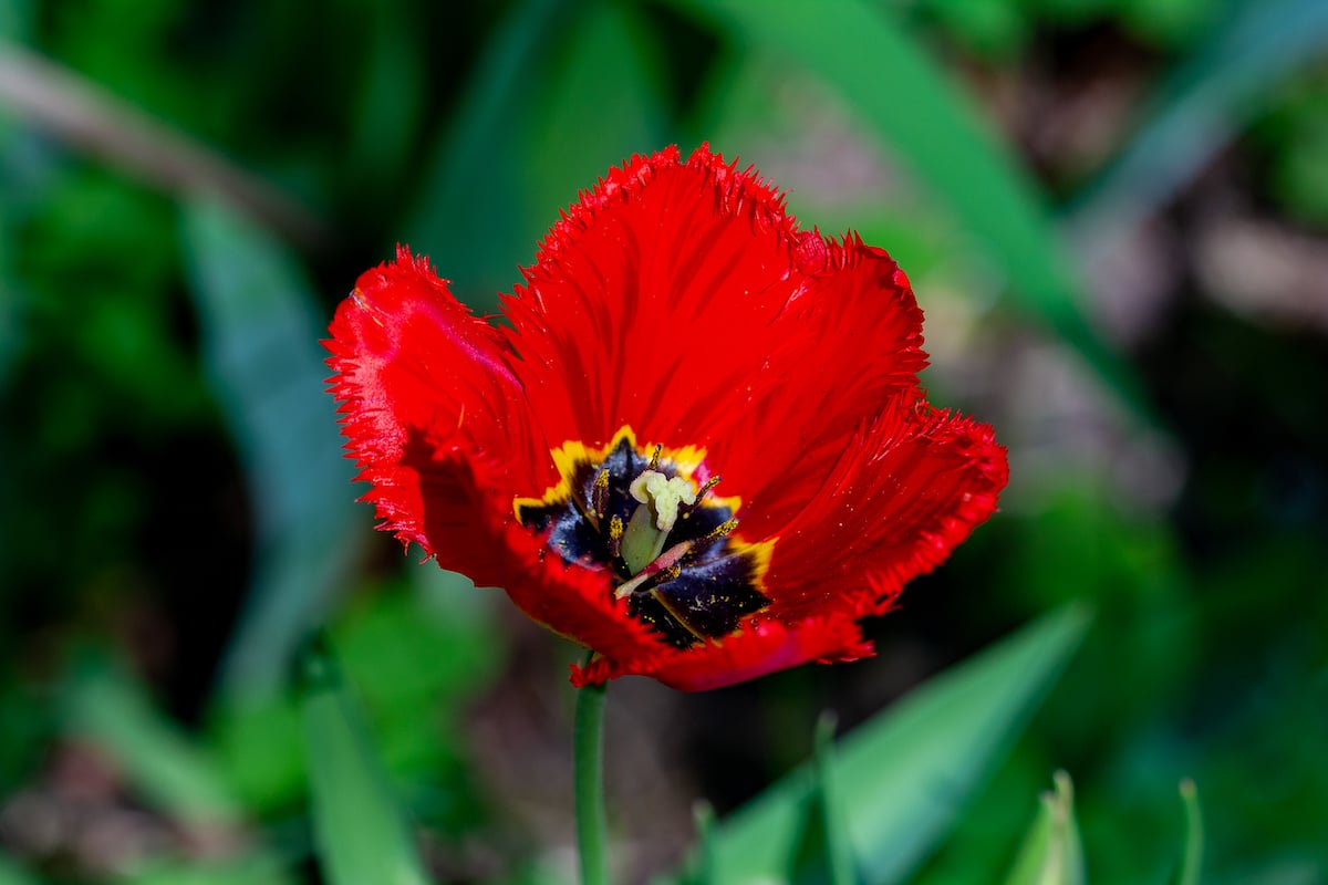The Cummins Tulip - Minneopa Orchards