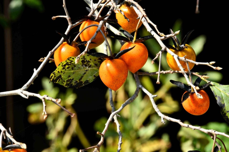 The Dwarf Persimmon Tree - Minneopa Orchards