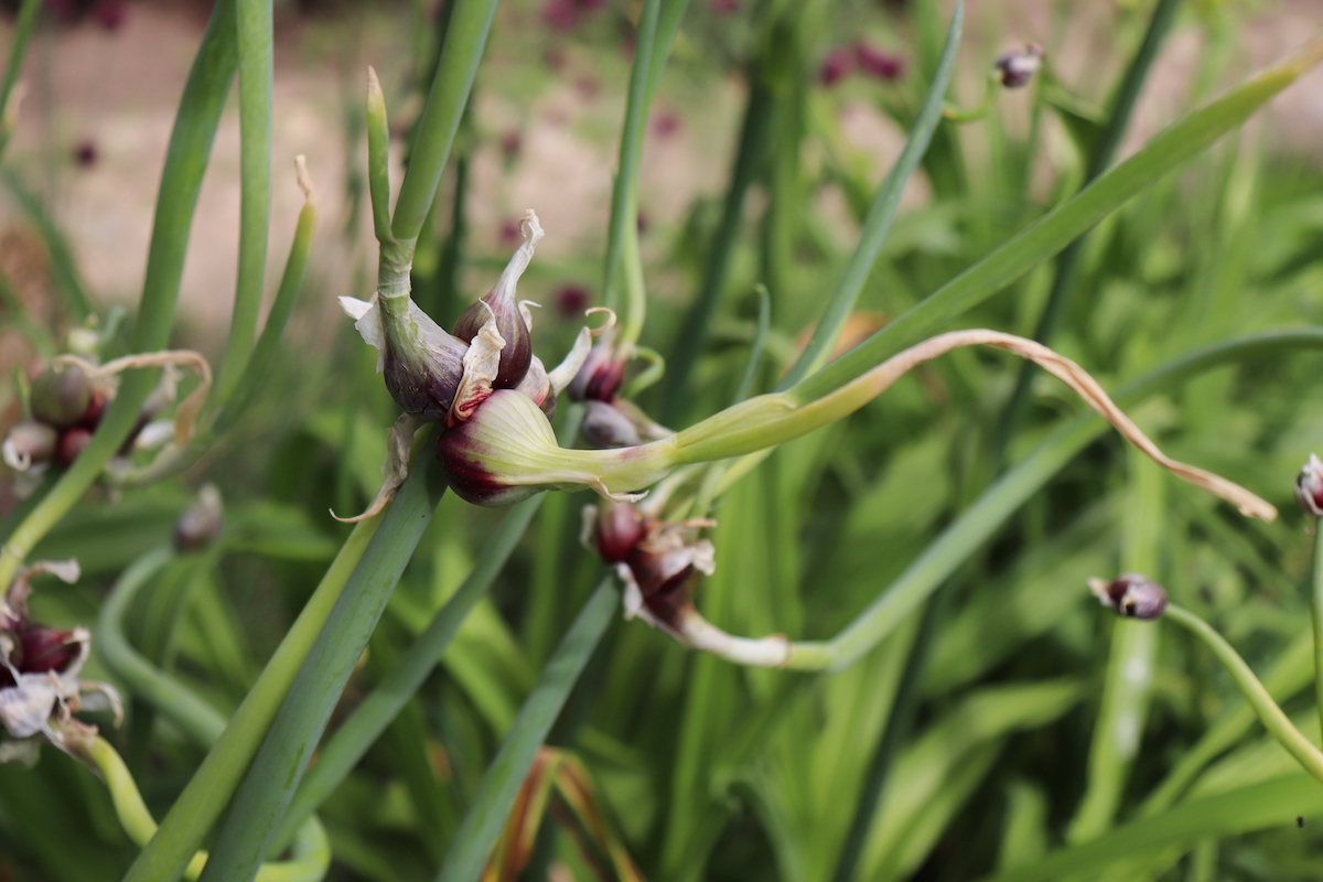All About Egyptian Onion - Minneopa Orchards