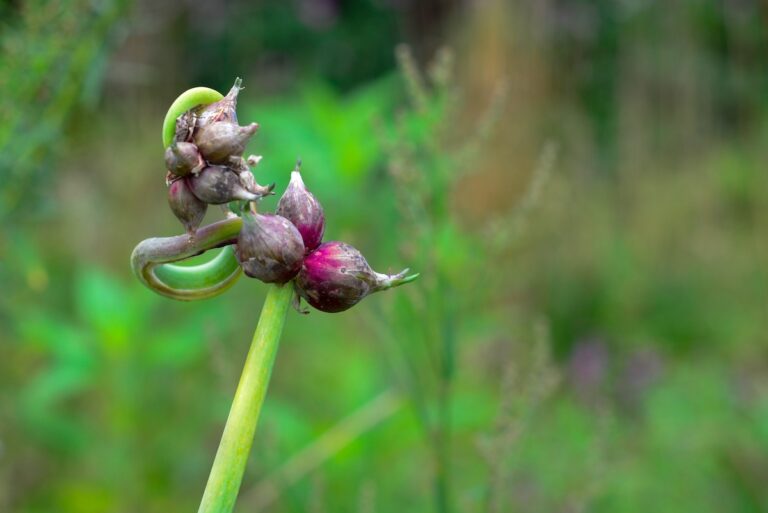 All About Egyptian Onion - Minneopa Orchards