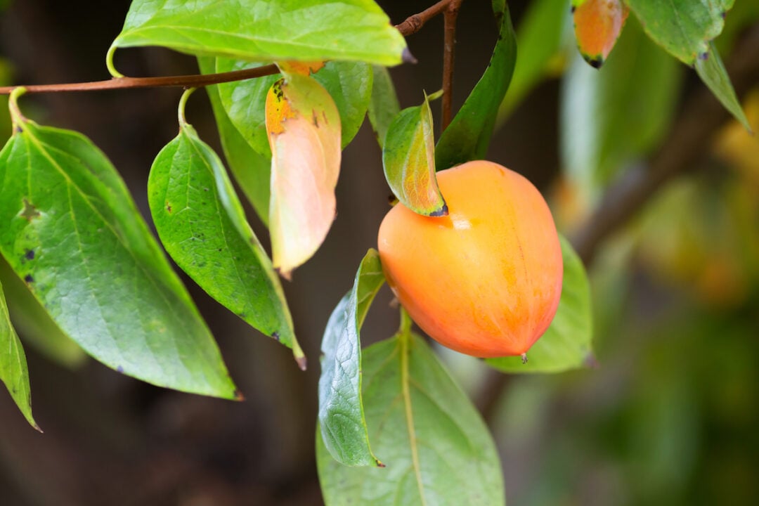 The Hachiya Persimmon Tree - Minneopa Orchards