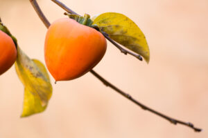 The Hachiya Persimmon Tree - Minneopa Orchards