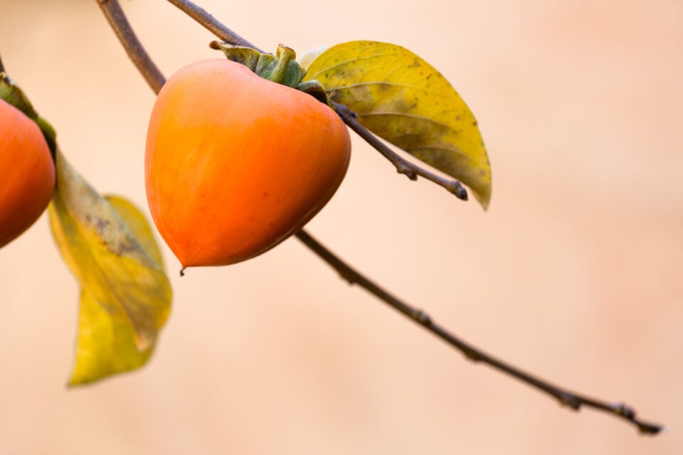 The Hachiya Persimmon Tree - Minneopa Orchards