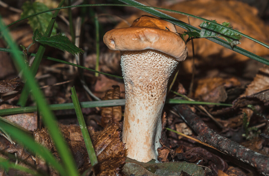 All About the Hedgehog Mushroom - Minneopa Orchards