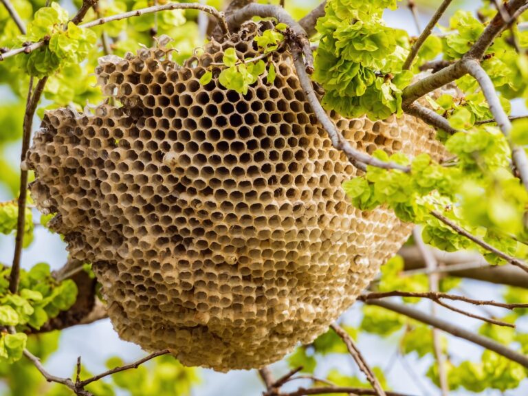 Beehives 101 - Minneopa Orchards