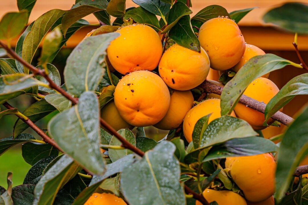 The Japanese Persimmon Tree - Minneopa Orchards