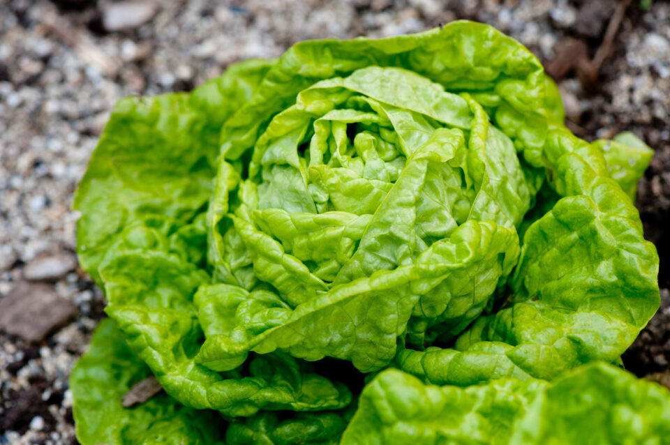Lettuce - Minneopa Orchards