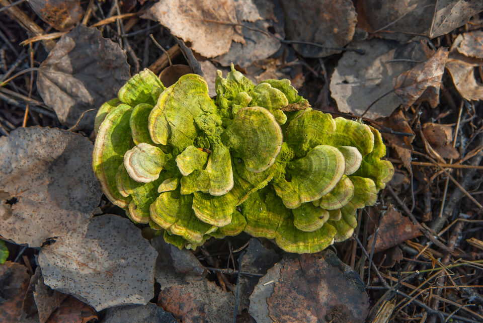 Maitake Mushroom Benefits to Health - Minneopa Orchards