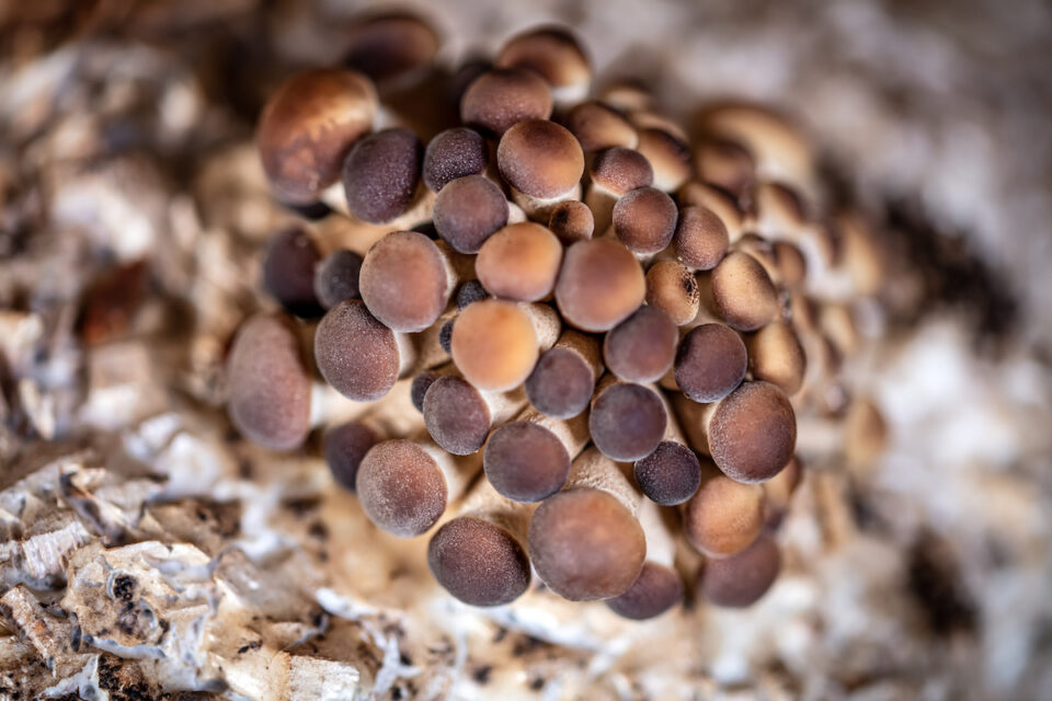 The Essential Guide to Mushroom Substrate: Types, Preparation, and ...