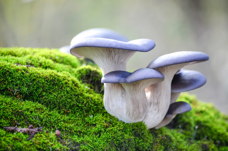 The Essential Guide to Mushroom Substrate: Types, Preparation, and ...