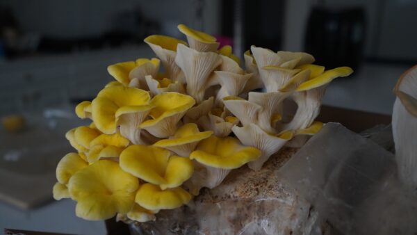 The Essential Guide to Mushroom Substrate: Types, Preparation, and ...