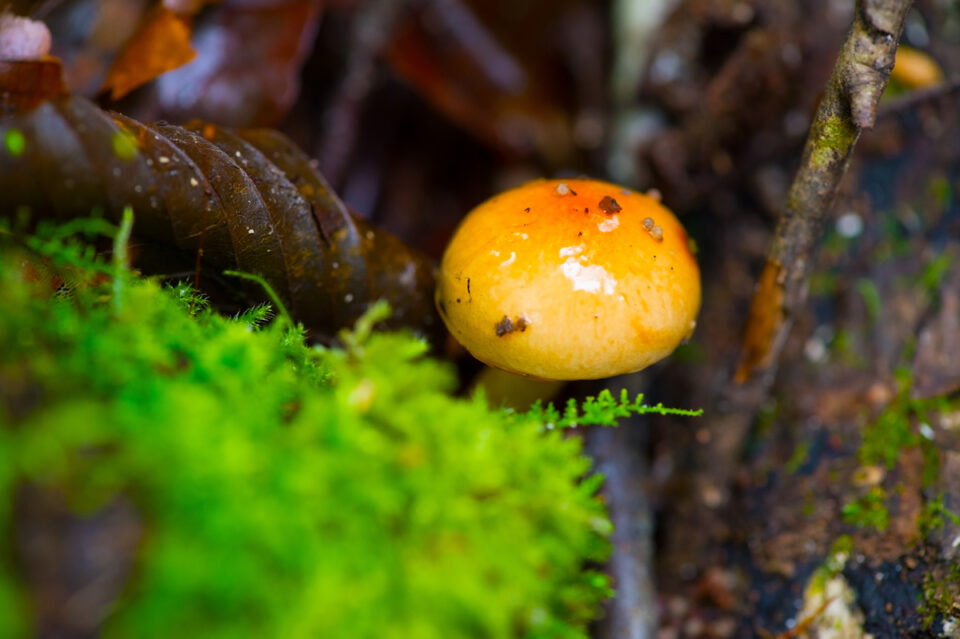 All About the Nameko Mushroom - Minneopa Orchards