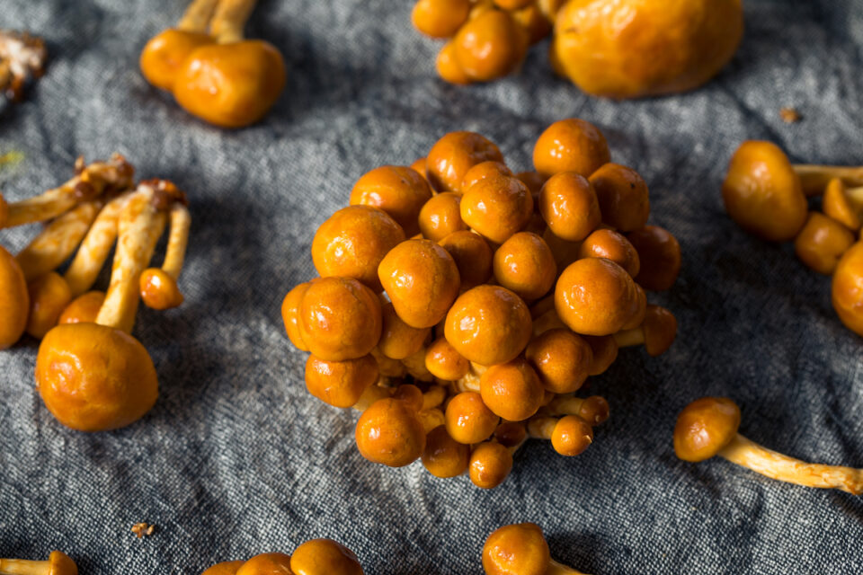 All About the Nameko Mushroom - Minneopa Orchards