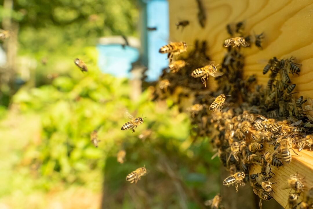 Beehives 101 - Minneopa Orchards