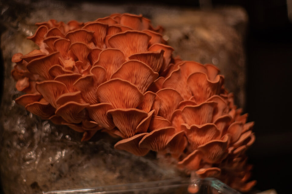 All About The Pink Oyster Mushroom - Minneopa Orchards