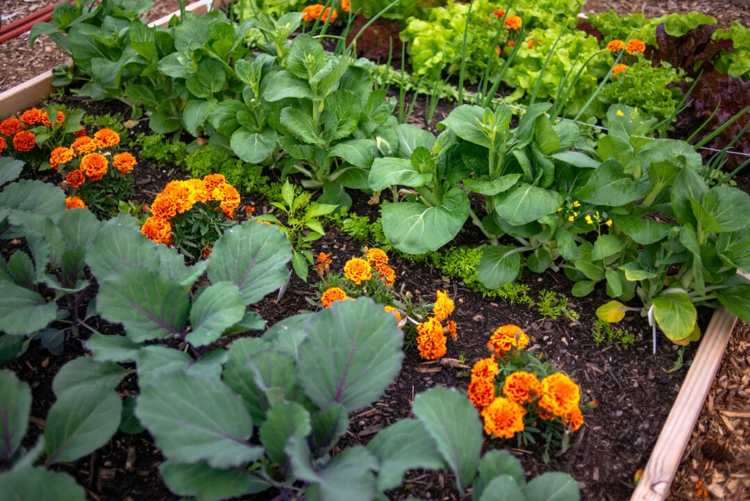 Growing Up: The Benefits And Basics Of Raised Vegetable Gardens ...