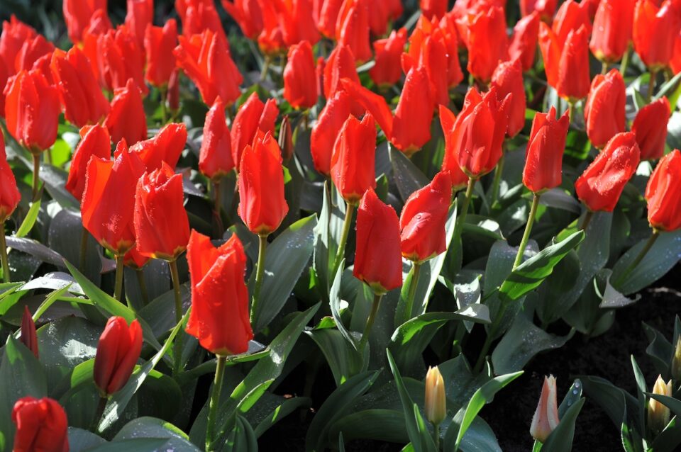 The Red Emperor Tulip - Minneopa Orchards