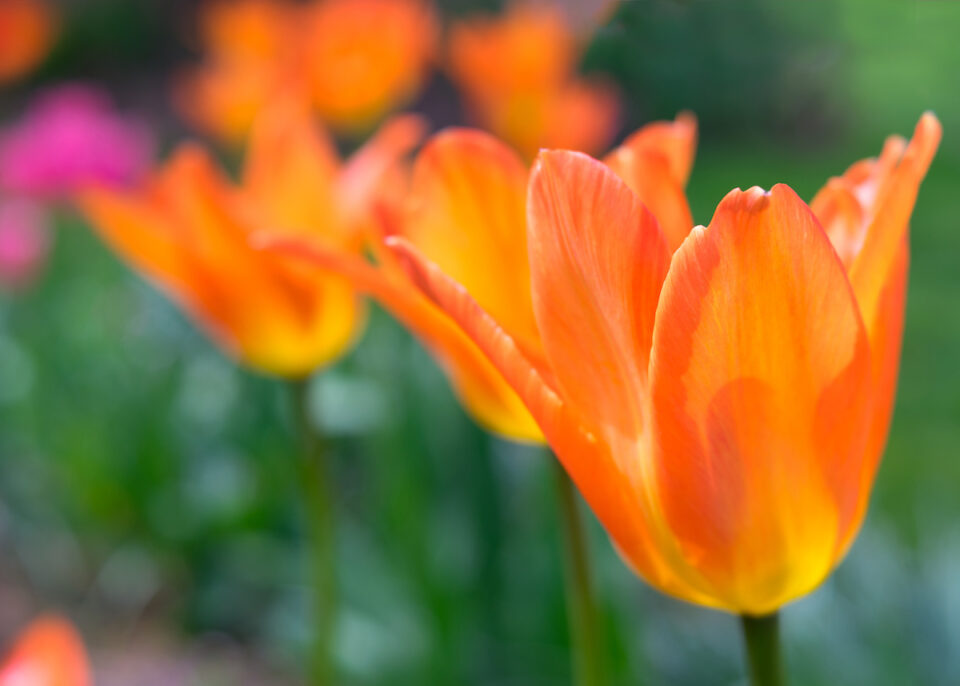 The Red Emperor Tulip - Minneopa Orchards