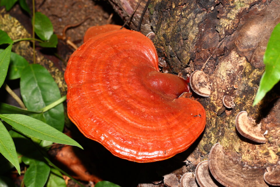 Reishi Mushroom Benefits to Health - Minneopa Orchards
