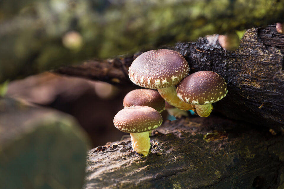 The Shiitake Mushroom - Minneopa Orchards