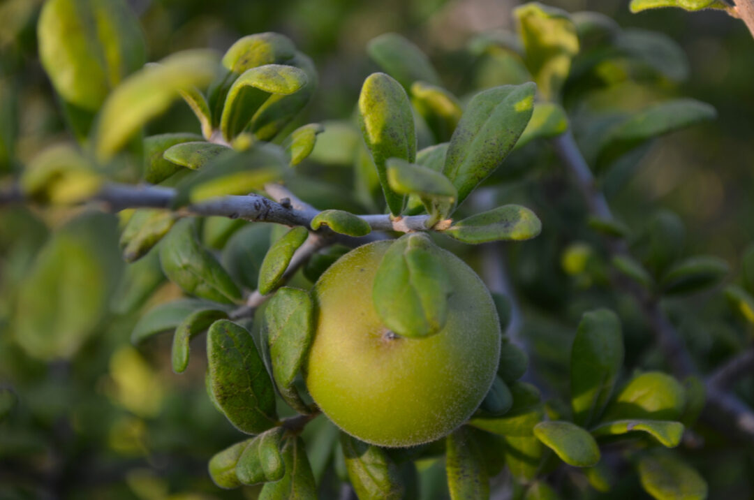 The Texas Persimmon Tree - Minneopa Orchards