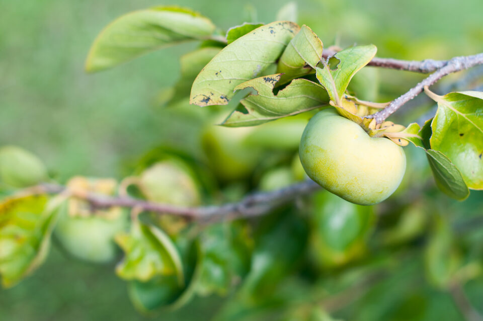 The Texas Persimmon Tree - Minneopa Orchards