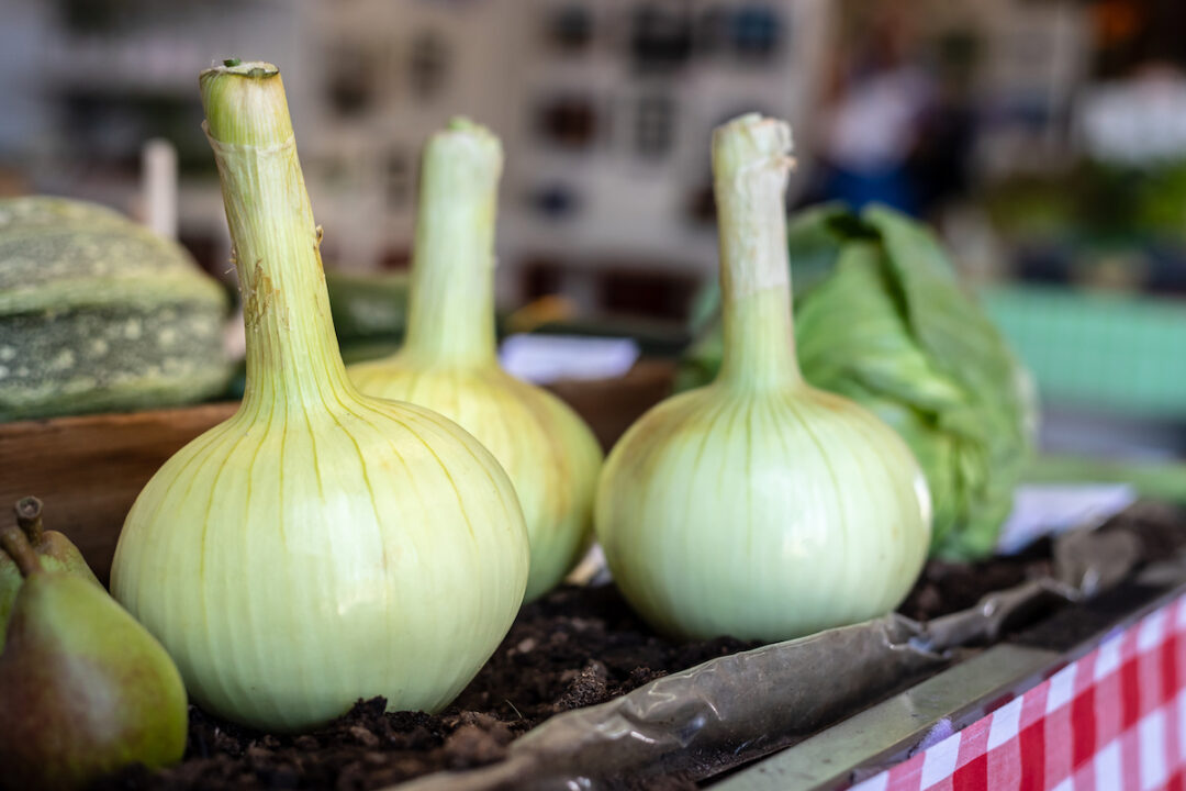 All About Spanish Onions - Minneopa Orchards