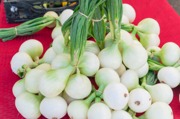 All About White Onions - Minneopa Orchards