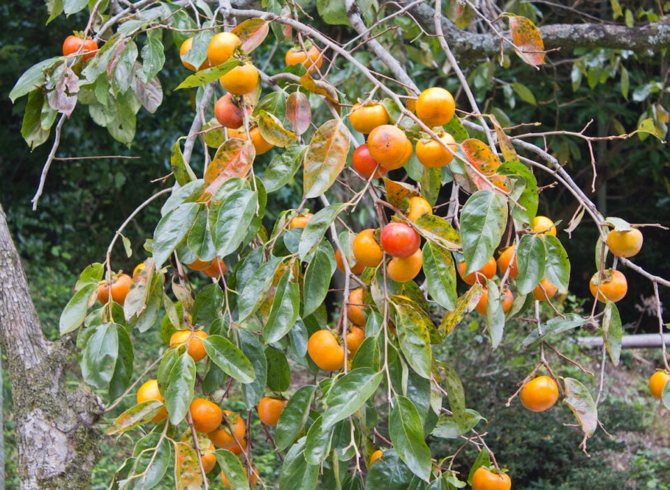 Persimmon Tree - Minneopa Orchards