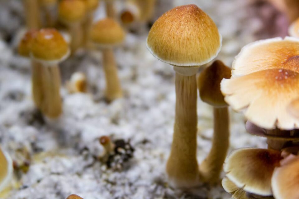 The Essential Guide to Mushroom Substrate: Types, Preparation, and ...