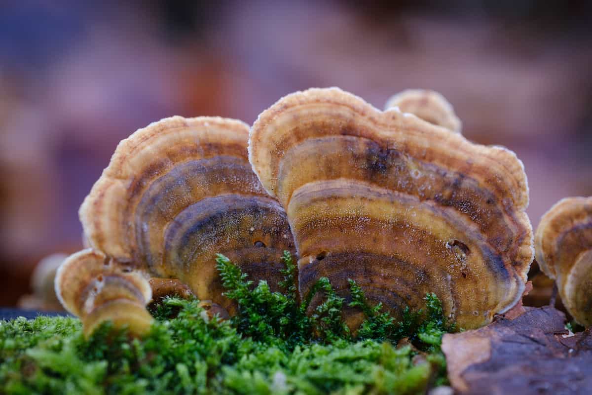 The Essential Guide to Mushroom Substrate: Types, Preparation, and ...