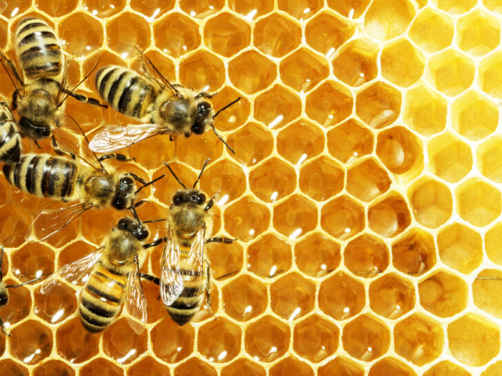 Beehives 101 - Minneopa Orchards