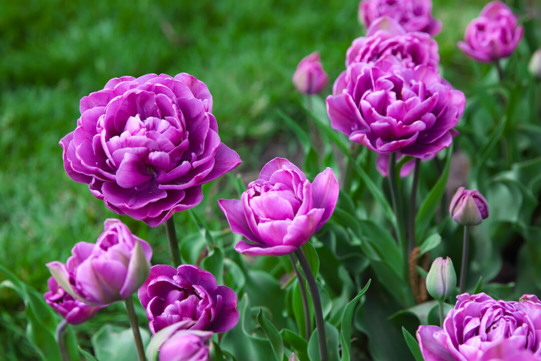 Flower Tulip Varieties - Minneopa Orchards
