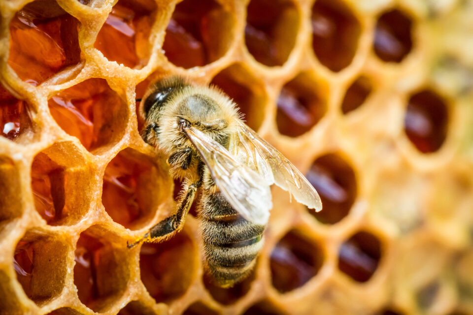 All About Honey Comb: Eating, Sustainability, Storing, and More ...
