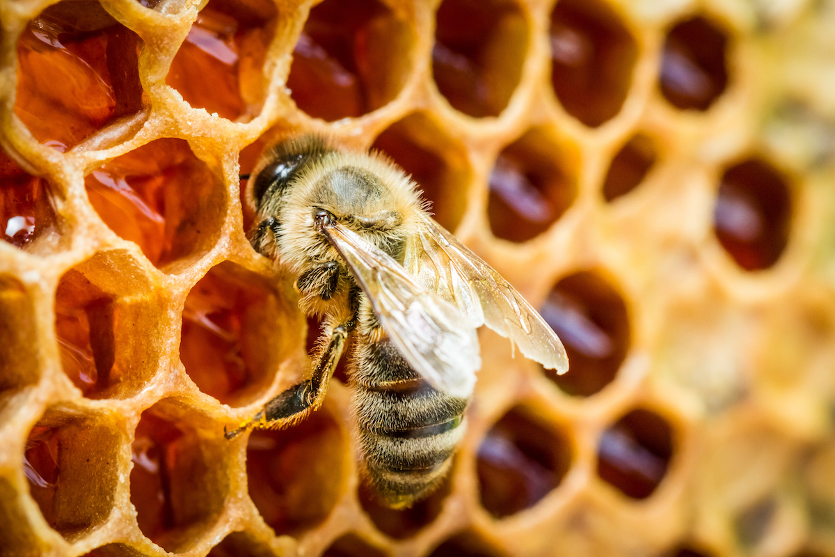All About Honey Comb: Eating, Sustainability, Storing, and More ...