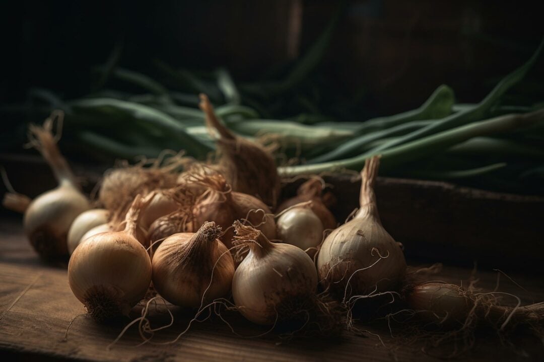 All About Sweet Onions - Minneopa Orchards