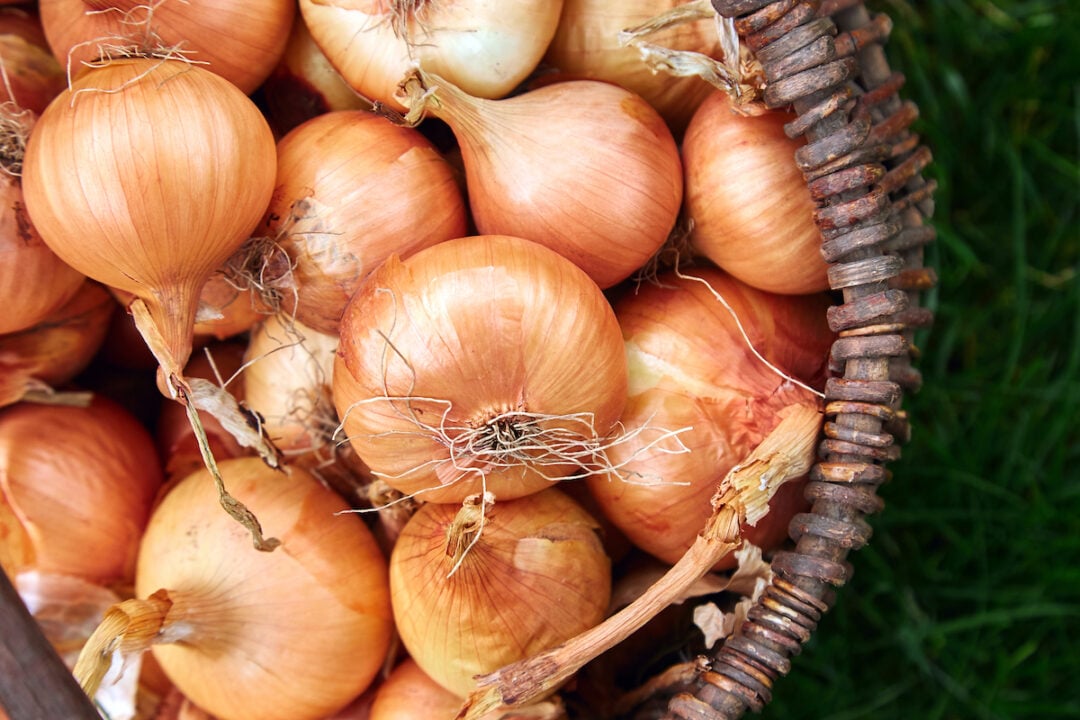 All About Yellow Onions - Minneopa Orchards