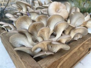 The Essential Guide to Mushroom Substrate: Types, Preparation, and ...