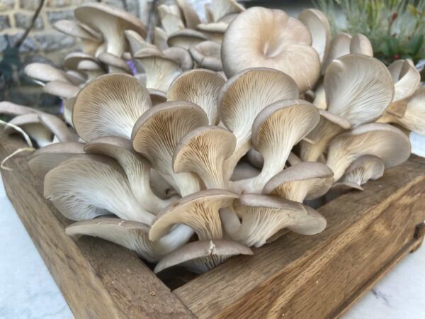 The Essential Guide to Mushroom Substrate: Types, Preparation, and ...