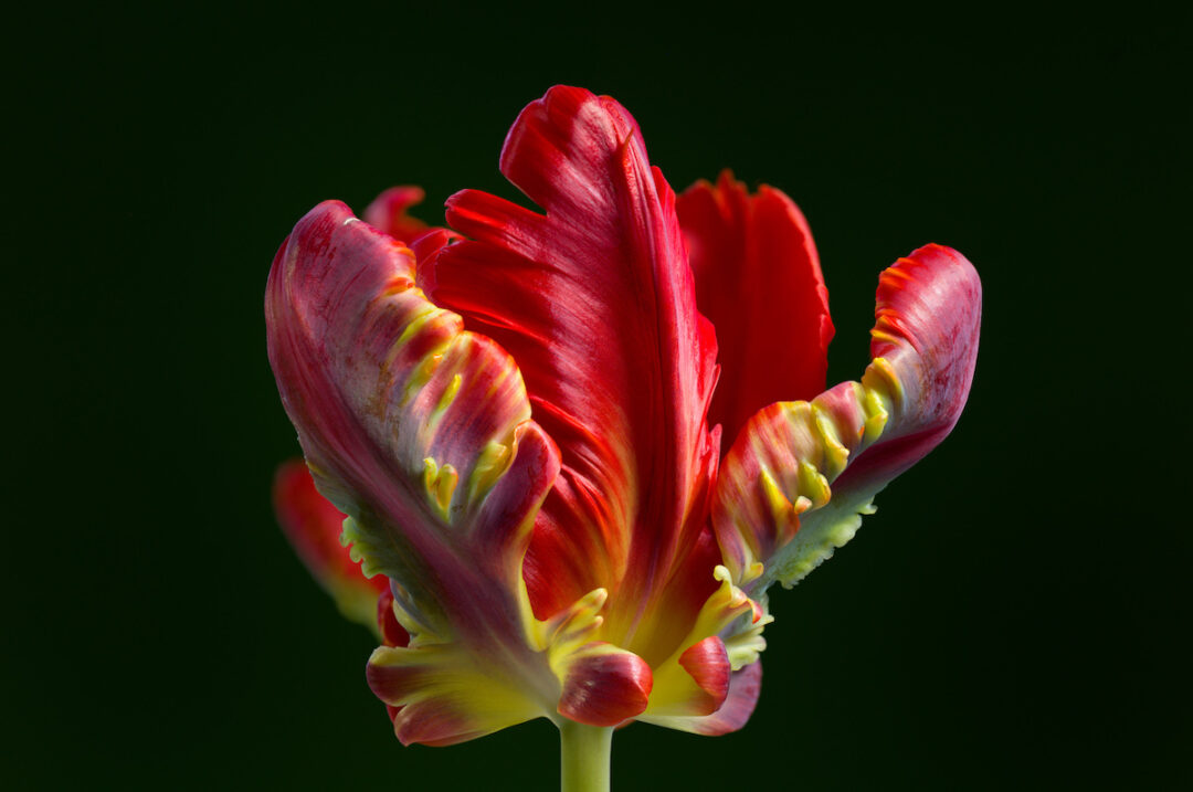 The Rococo Tulip - Minneopa Orchards